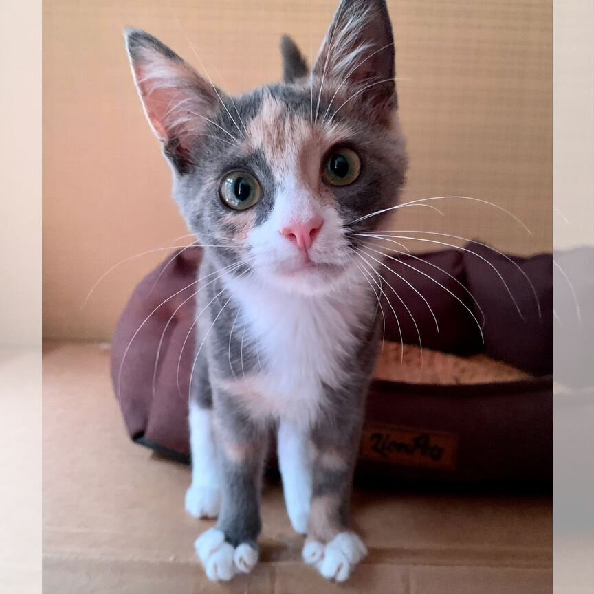 Котенок в добрые руки