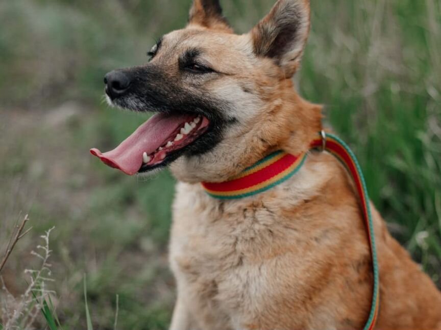 Собака Мика 3.5 года