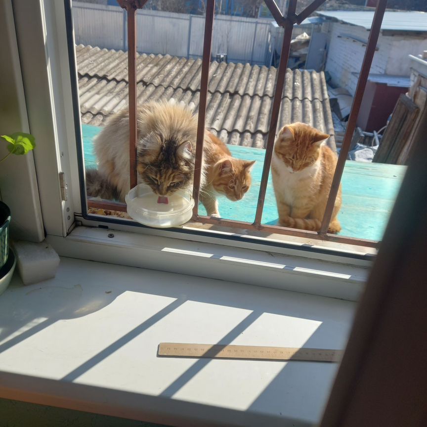 Кошки в добрые руки