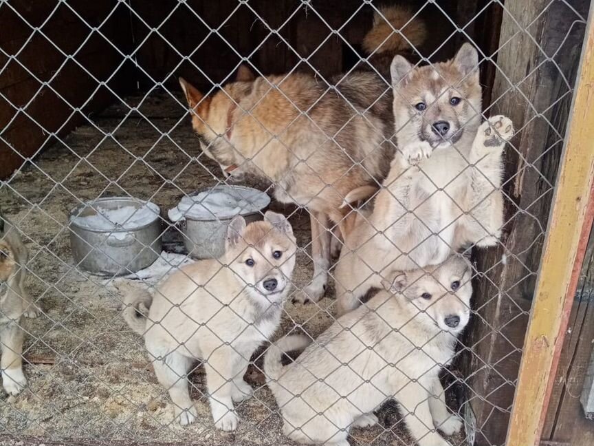 Щенки западно-сибирской лайки