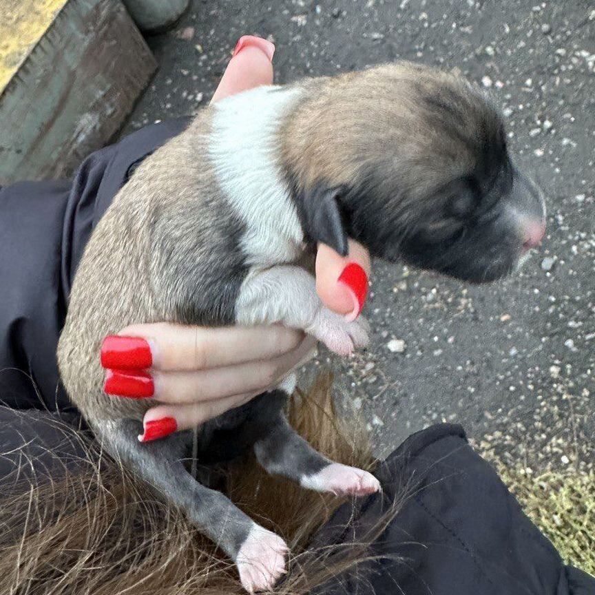 Щенок в добрые руки