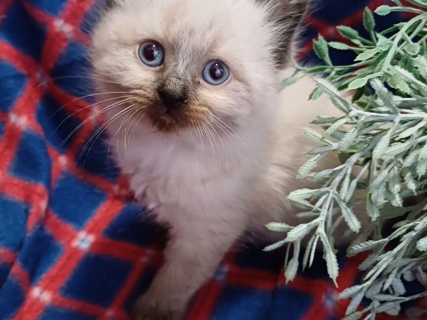 Невская маскарадная