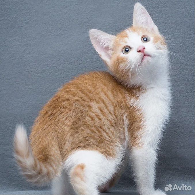 Котенок Принц солнышко в добрые руки