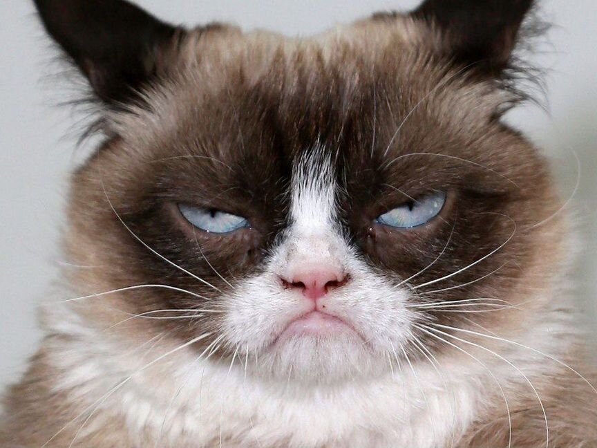 Кошечка породы Сноу-шу