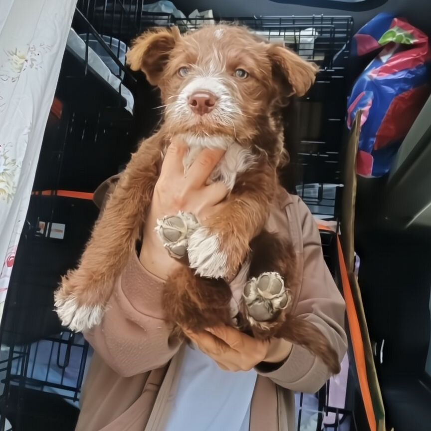 Щенок в добрые руки