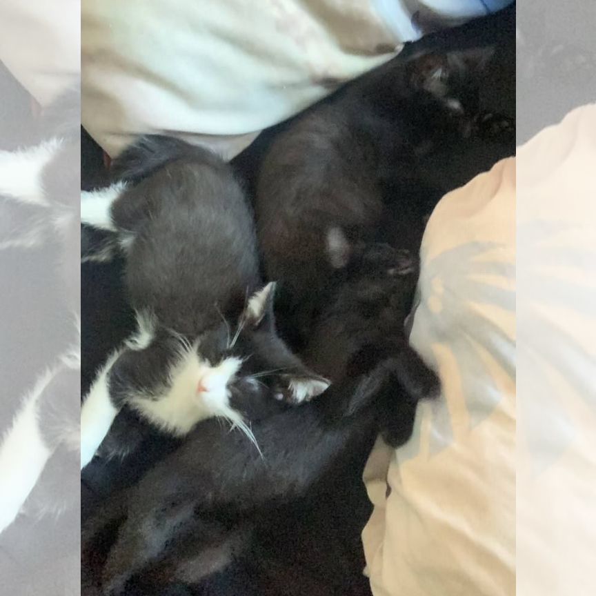 Котята в добрые руки бесплатно