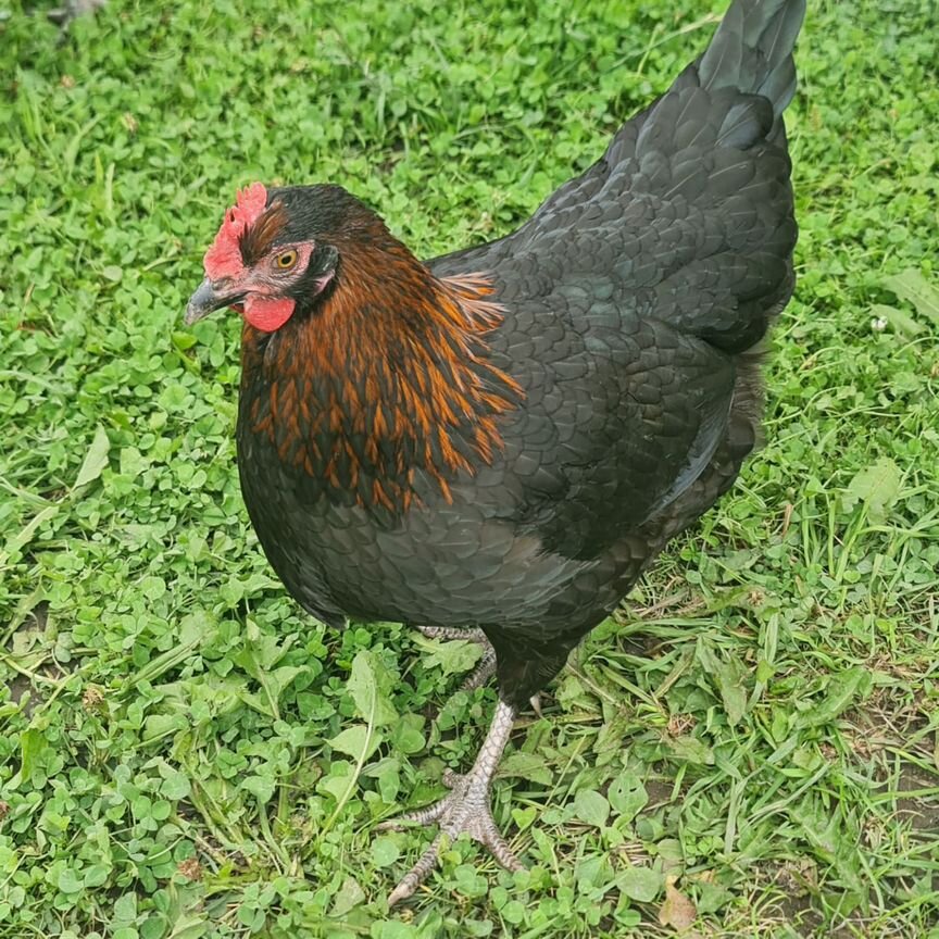 Семья Маранов, Амераукана