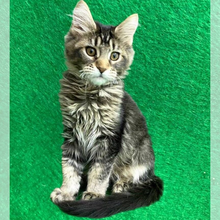Мейн-кун котёнок