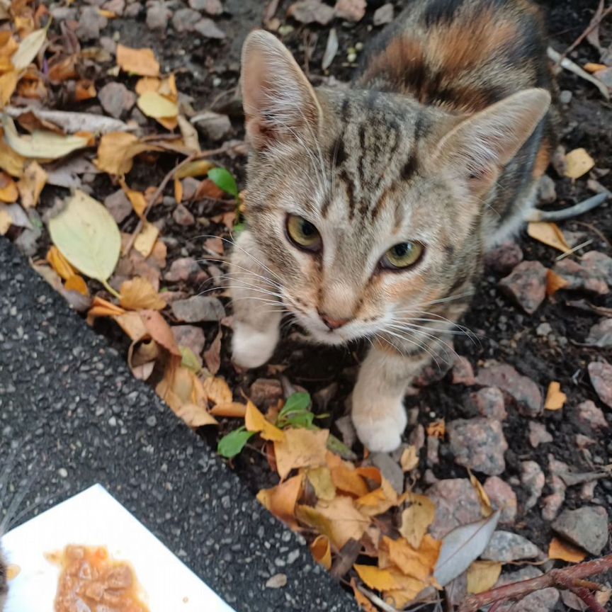 Котенок