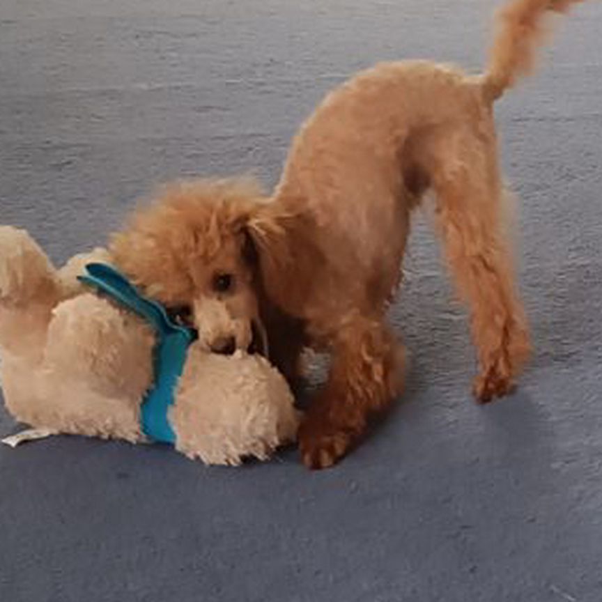 Той-пудель абрикосового окраса, мальчик