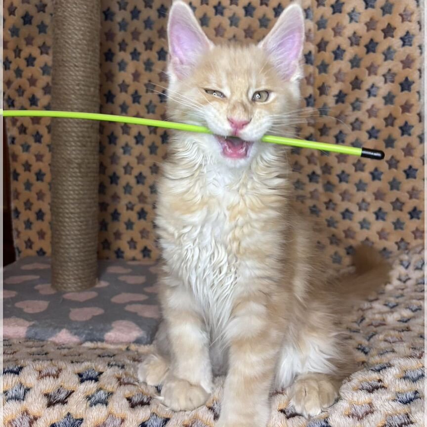 Котенок Мейн-Кун красный мрамор на серебре