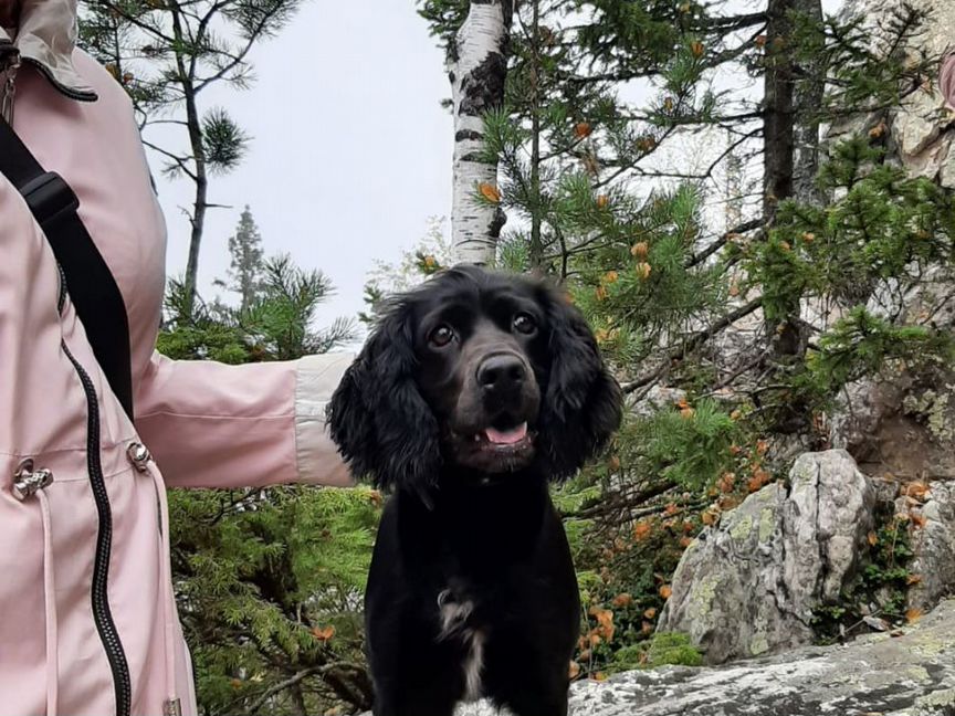 Русский спаниель вязка