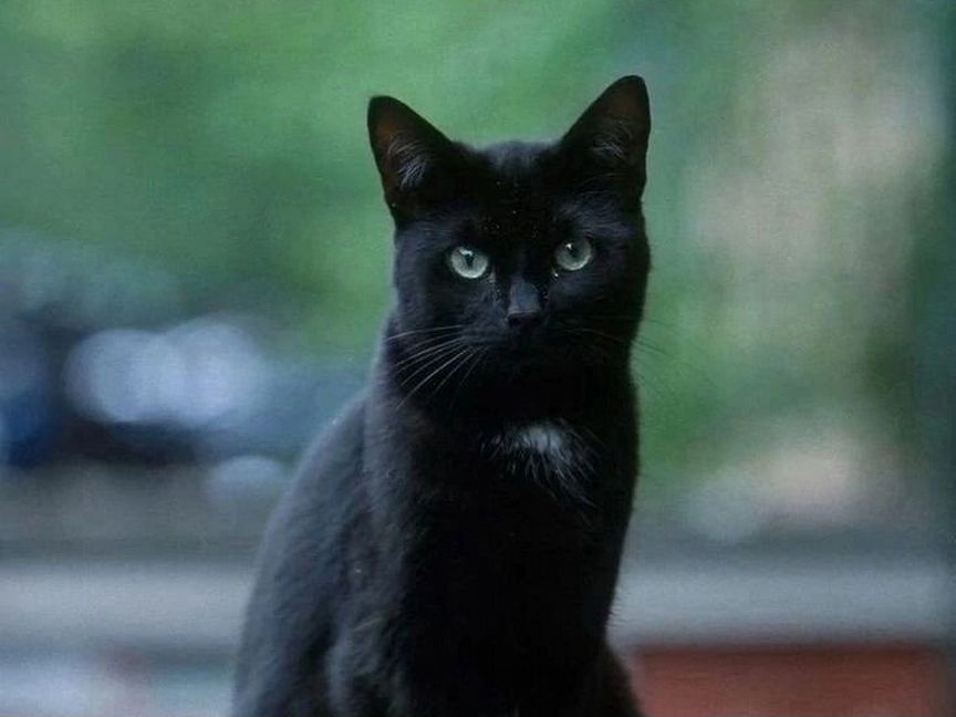 Кот Никос ищет дом