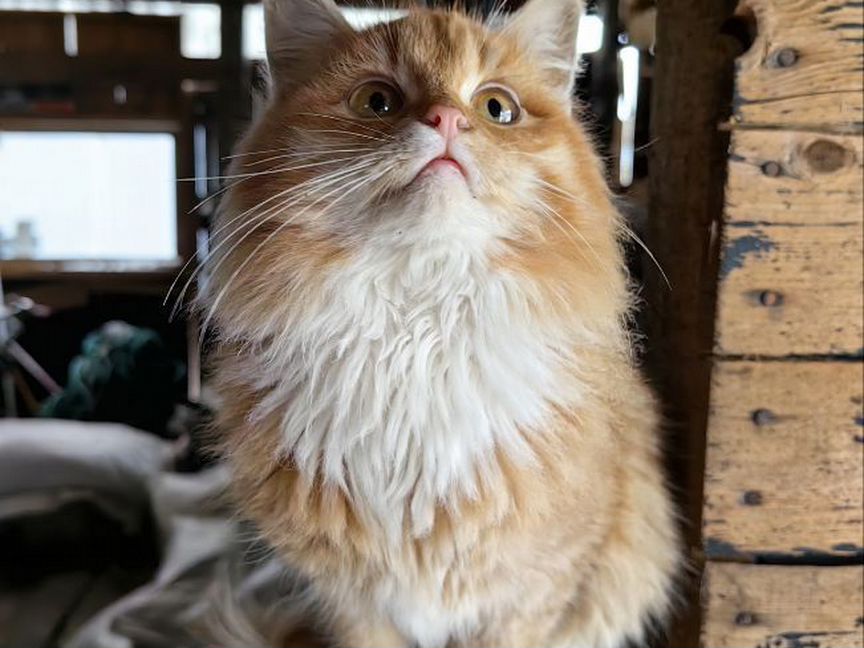 Кошка красавица 5 мес