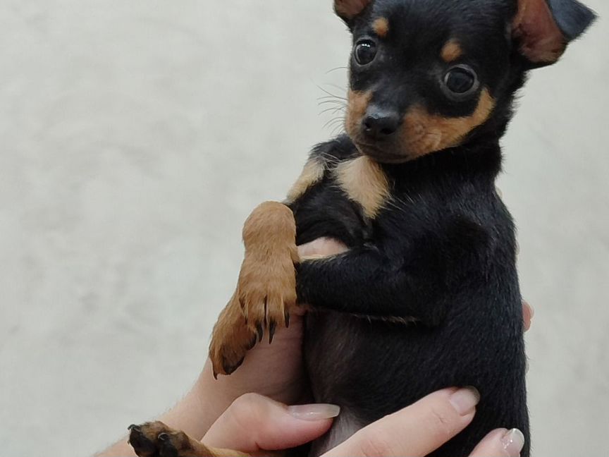 Той-терьер щенок мальчик