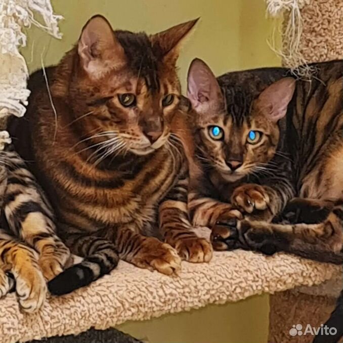 Тойгер котята
