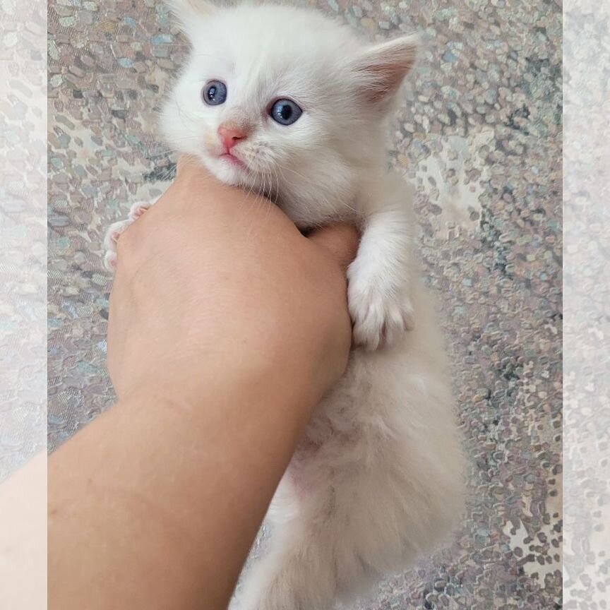 Балинезийский котёнок