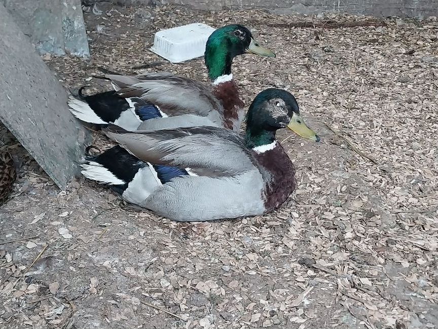 Селезень дикой утки