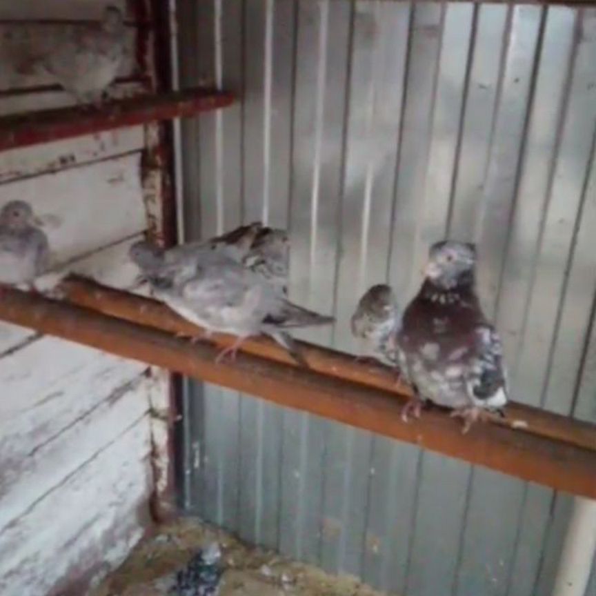 Голуби хорошие