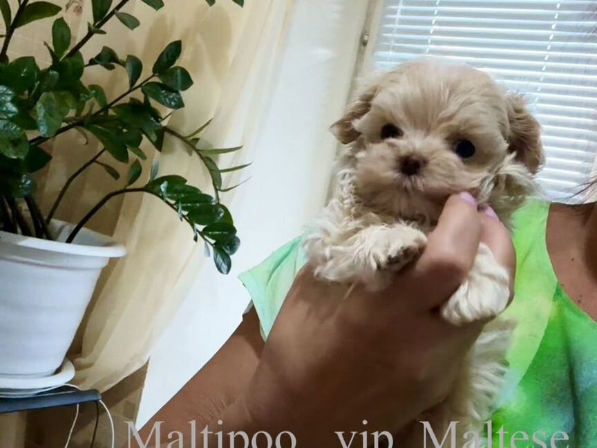 Мальтипу F1 мини мальчик