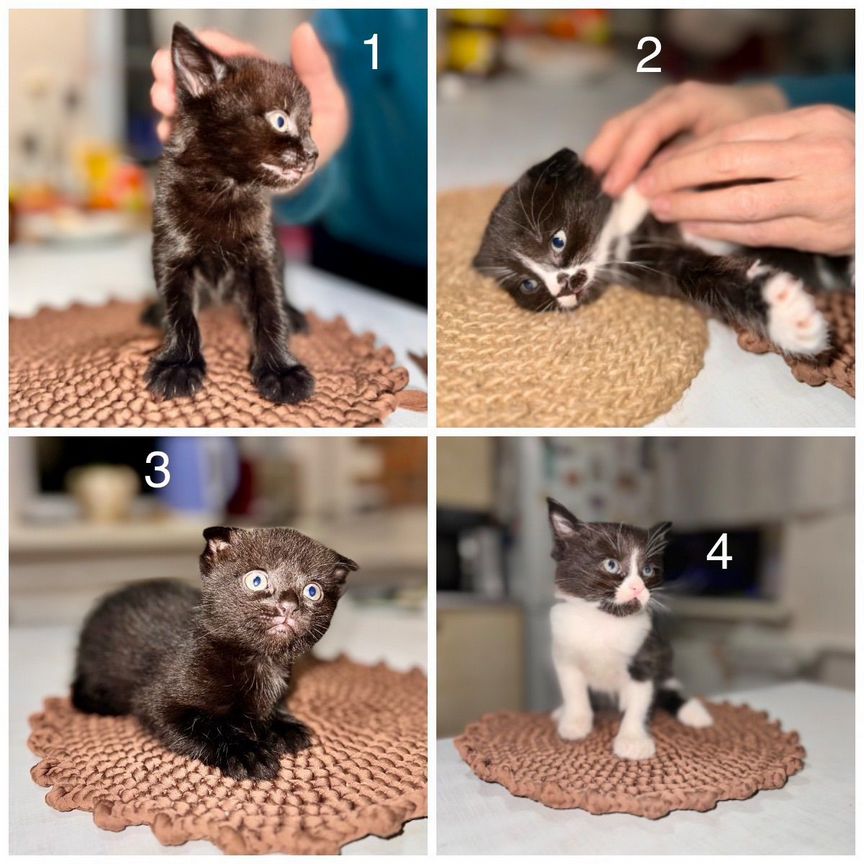 Котята в добрые руки