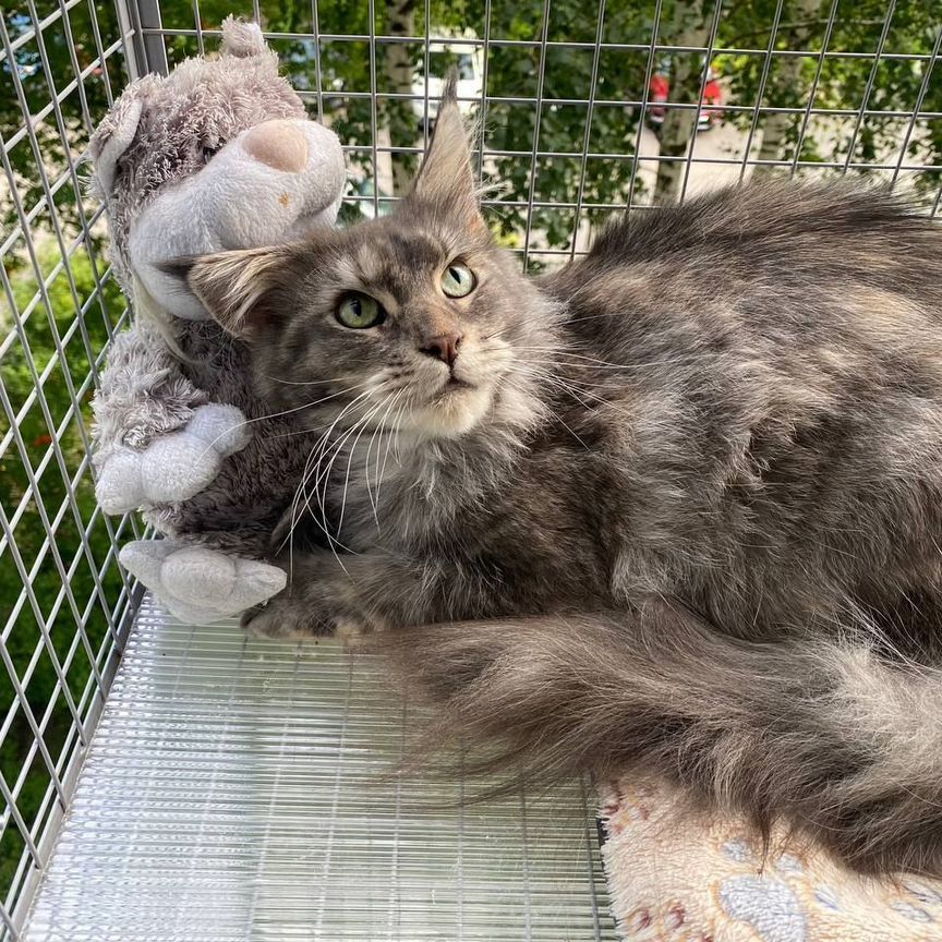 Мейн-кун девочка в добрые руки бесплатно