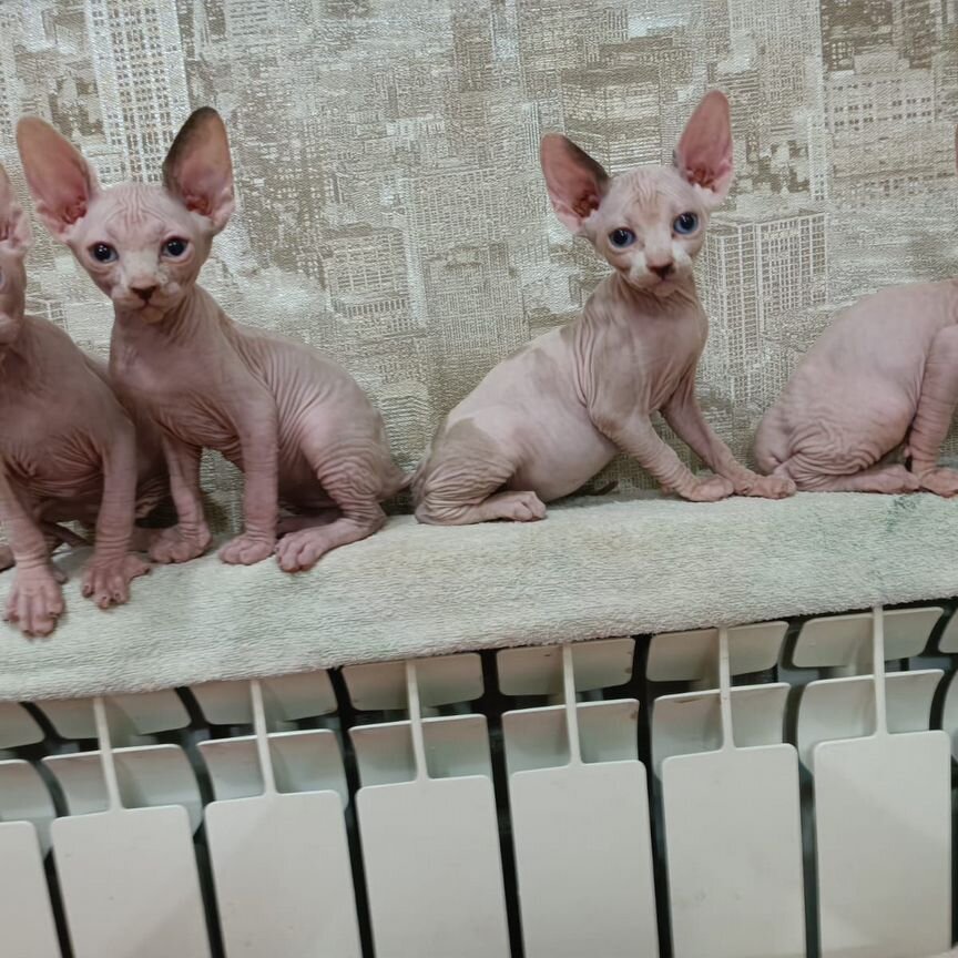 Донской сфинкс