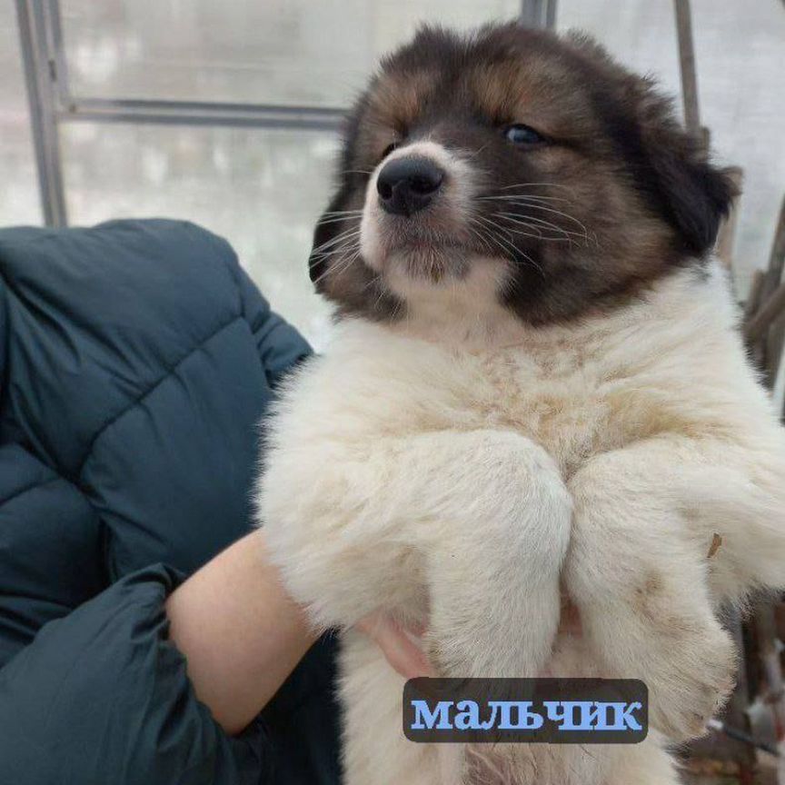 Щенки (мальчик и девочка) 2мес
