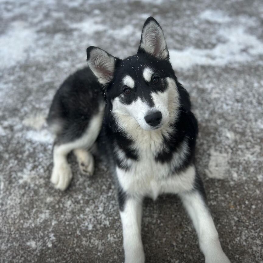 Щенок в добрые руки бесплатно