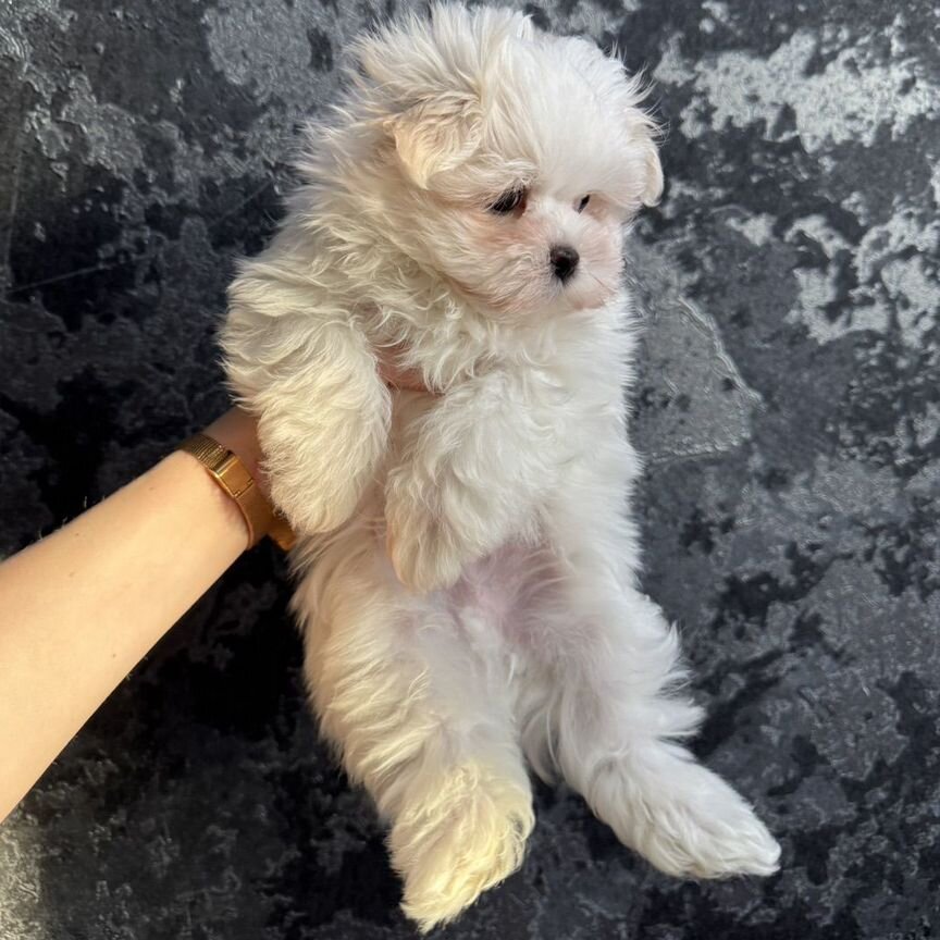 Мальтипу, щенок