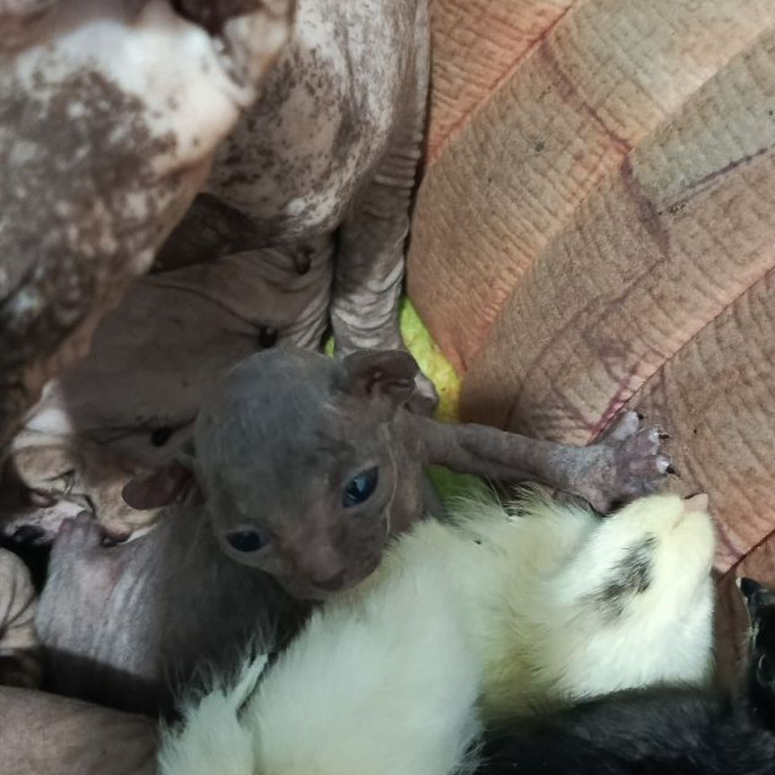 Котята