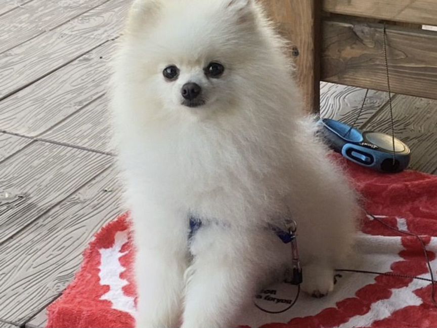 Померанский шпиц вязка