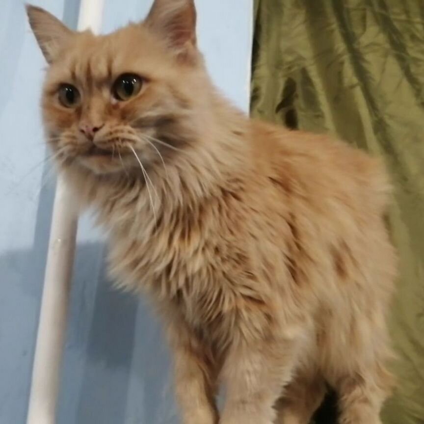 Очень ласковая кошка