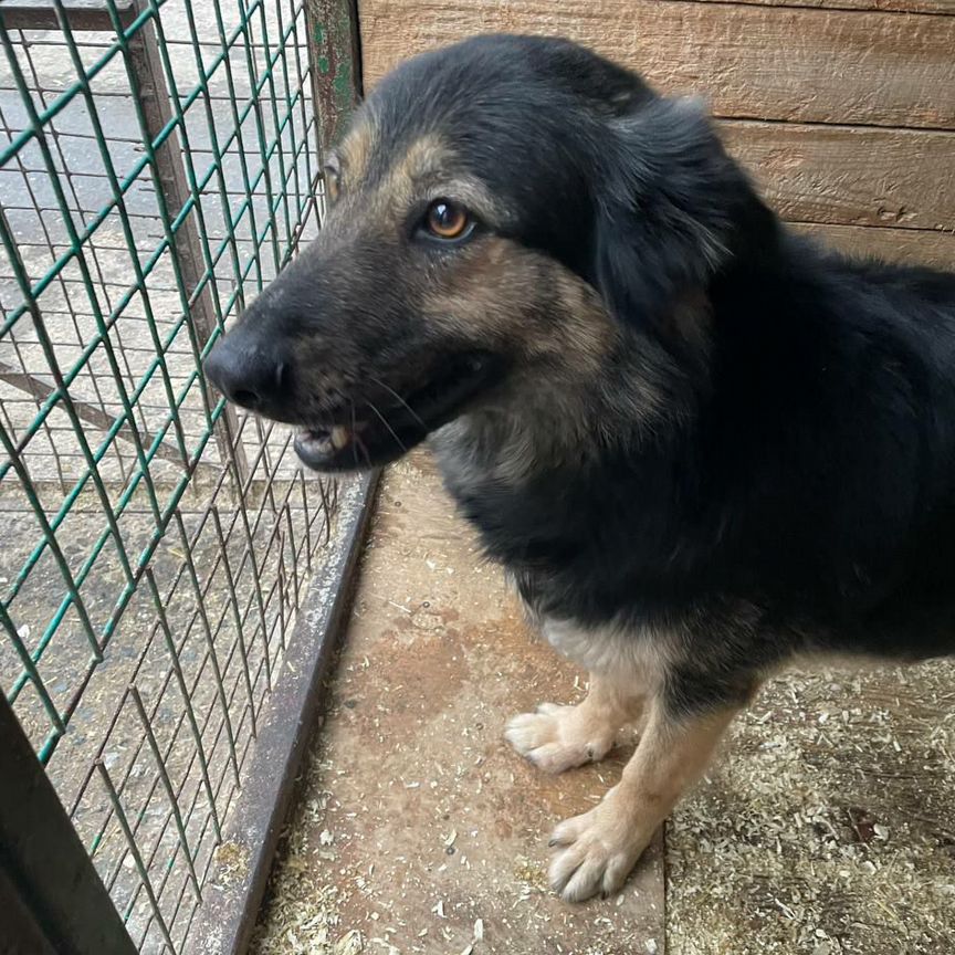 Собака хочет домой