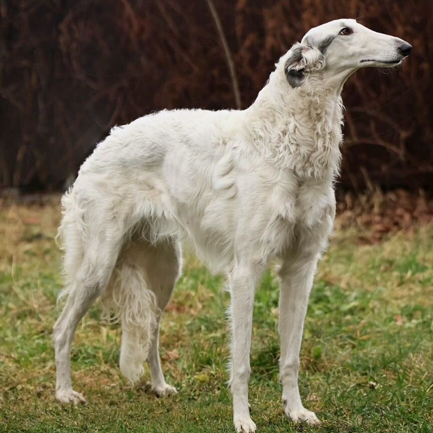 Русская псовая борзая, взрослая собака