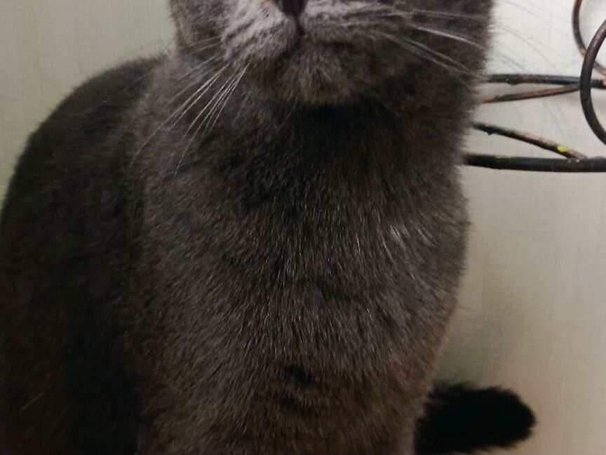 Русская голубая, котик Гаврик 9-10 мес