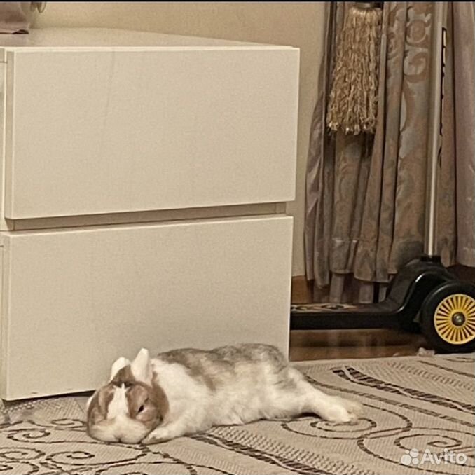 Карликовый кролик Кузя