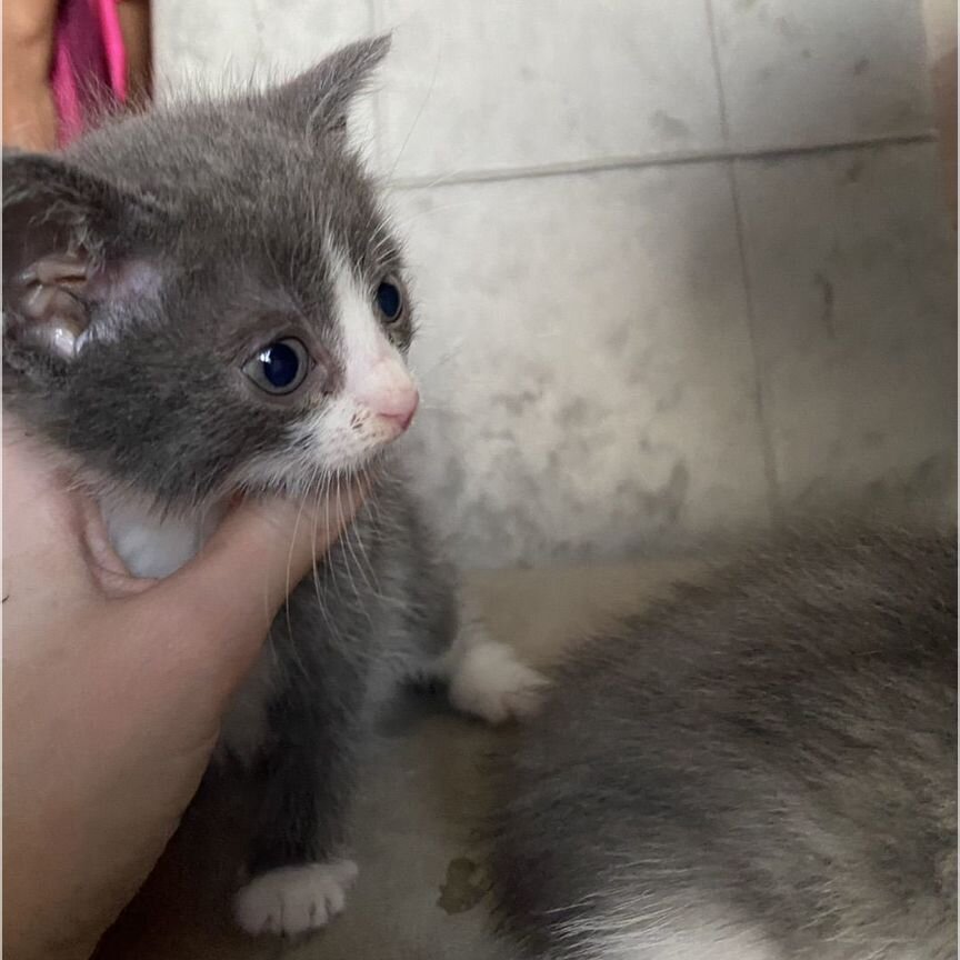Котёнок в добрые руки