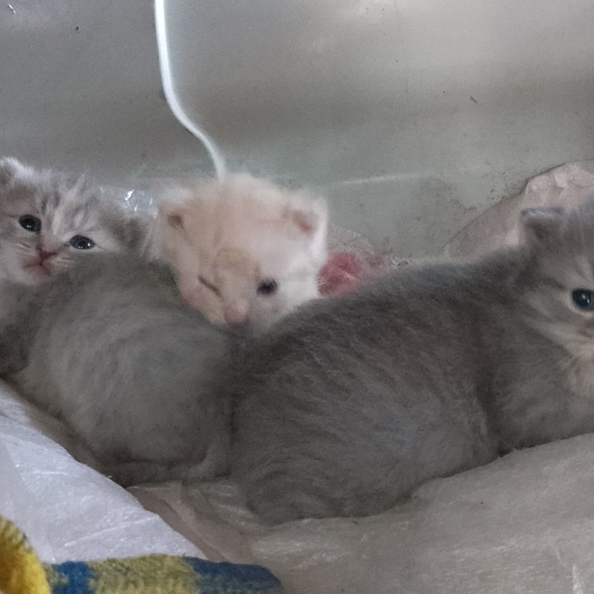 Три маленьких котенка