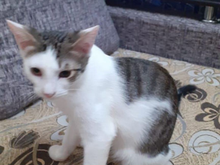 Котёнок Лаврик