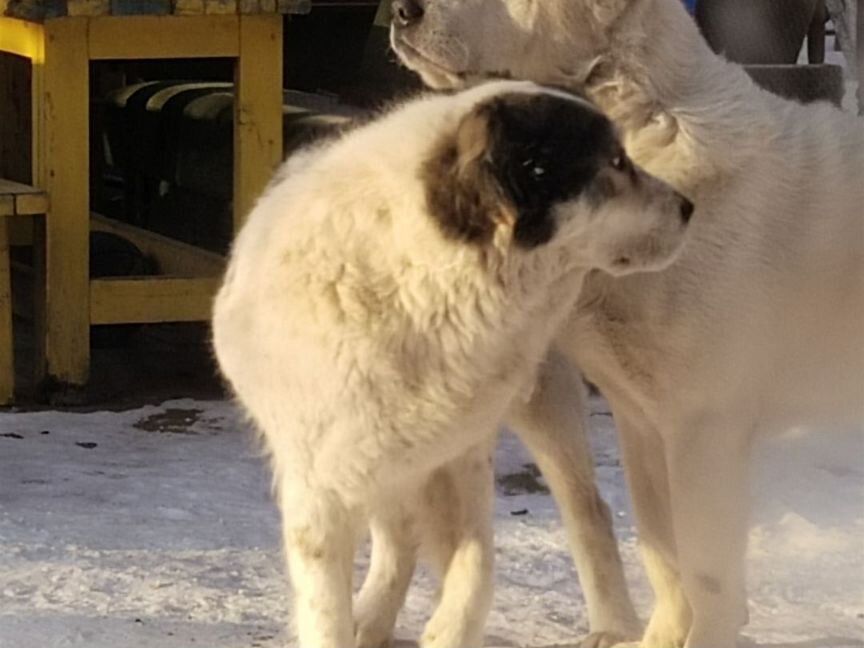 Среднеазиатская овчарка алабай