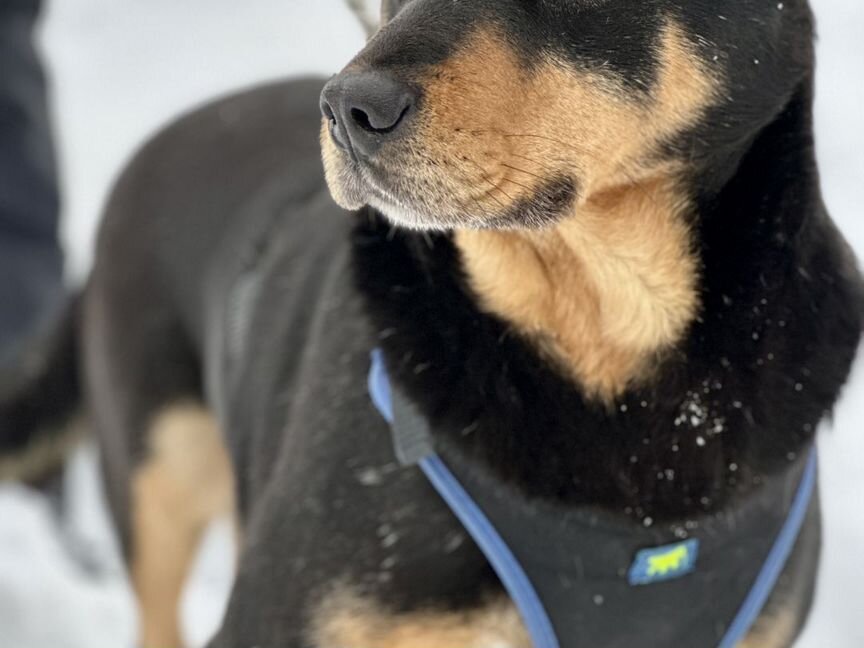 Пёс, который пережил предатательство