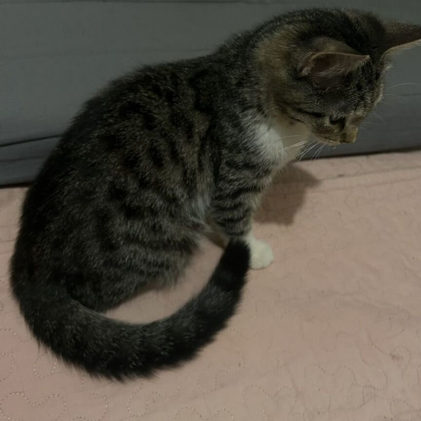 Котенок в добрые руки