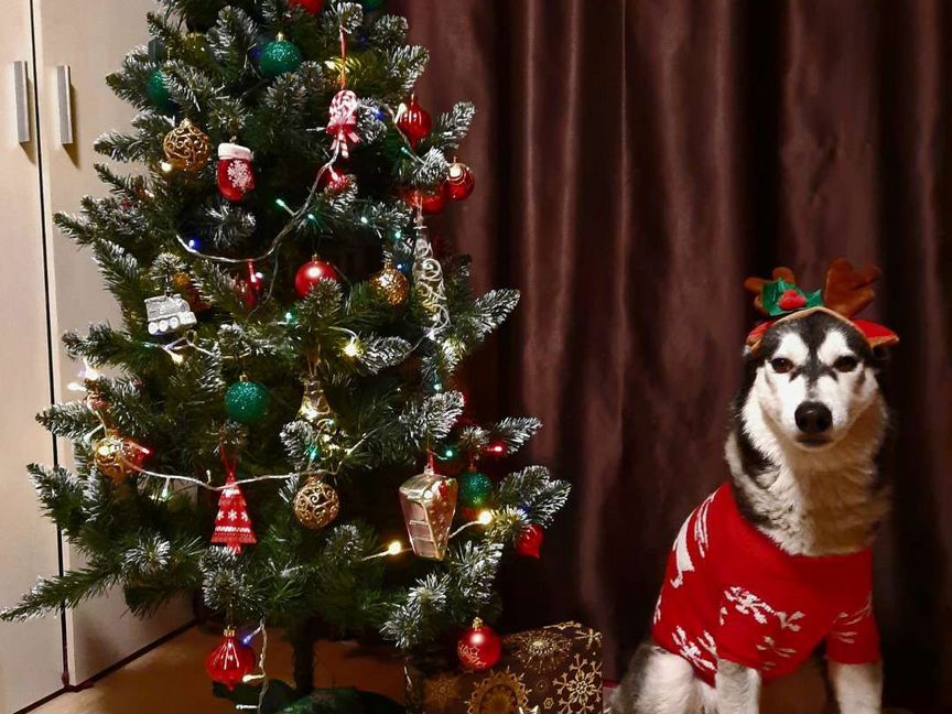 Кофта на крупную собаку