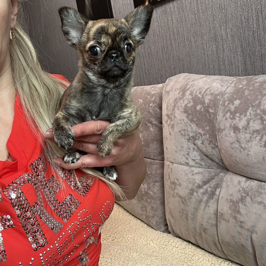 Тигруля чихуахуа минюша