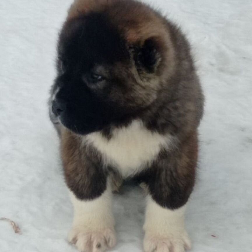 Среднеазиатская овчарка, щенок