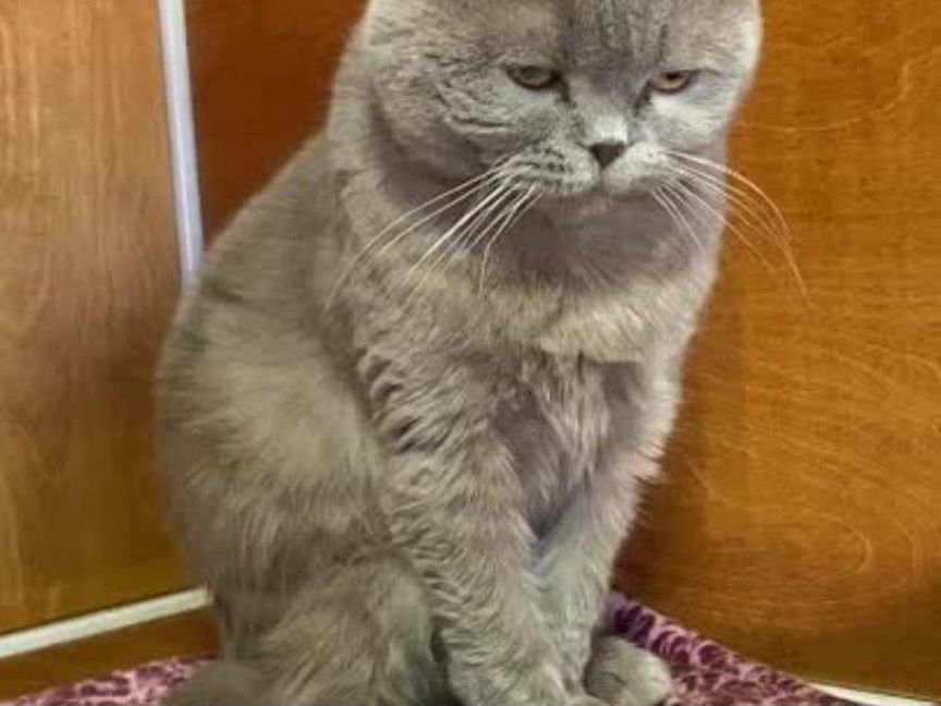 Шотландская вислоухая кошка