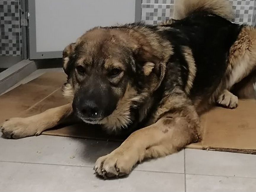 Щенки (смесь западно - сибирской и алабая)