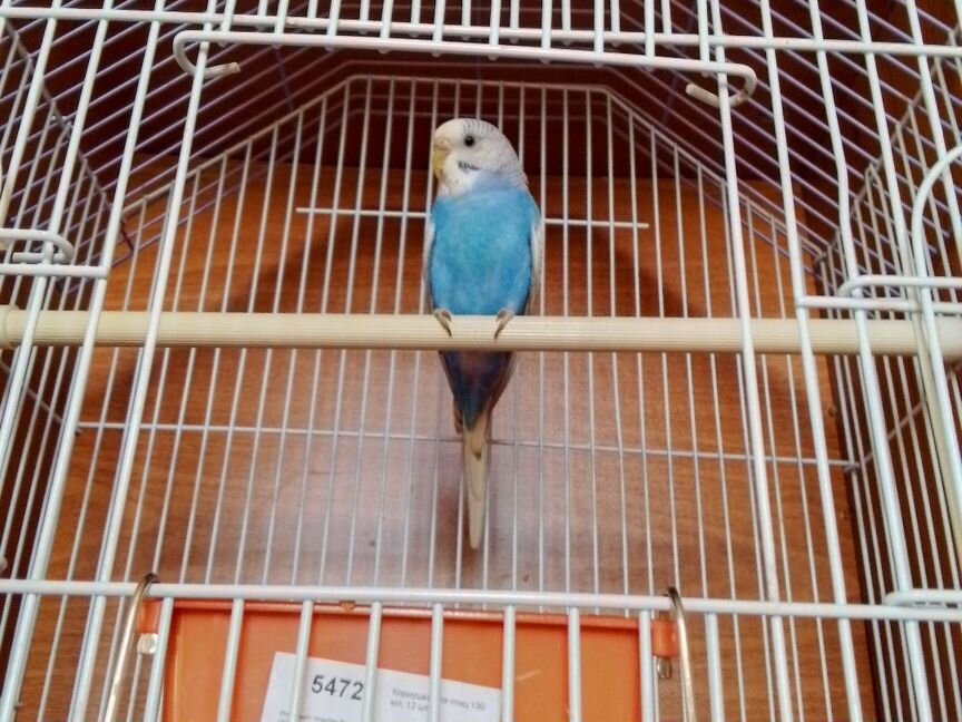 Волнистый попугай в полном сборе