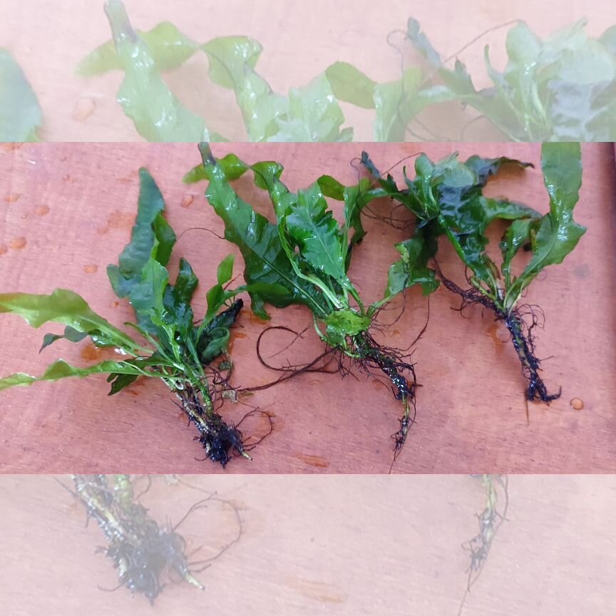 Криптокорина неприхотливые растения для аквариума